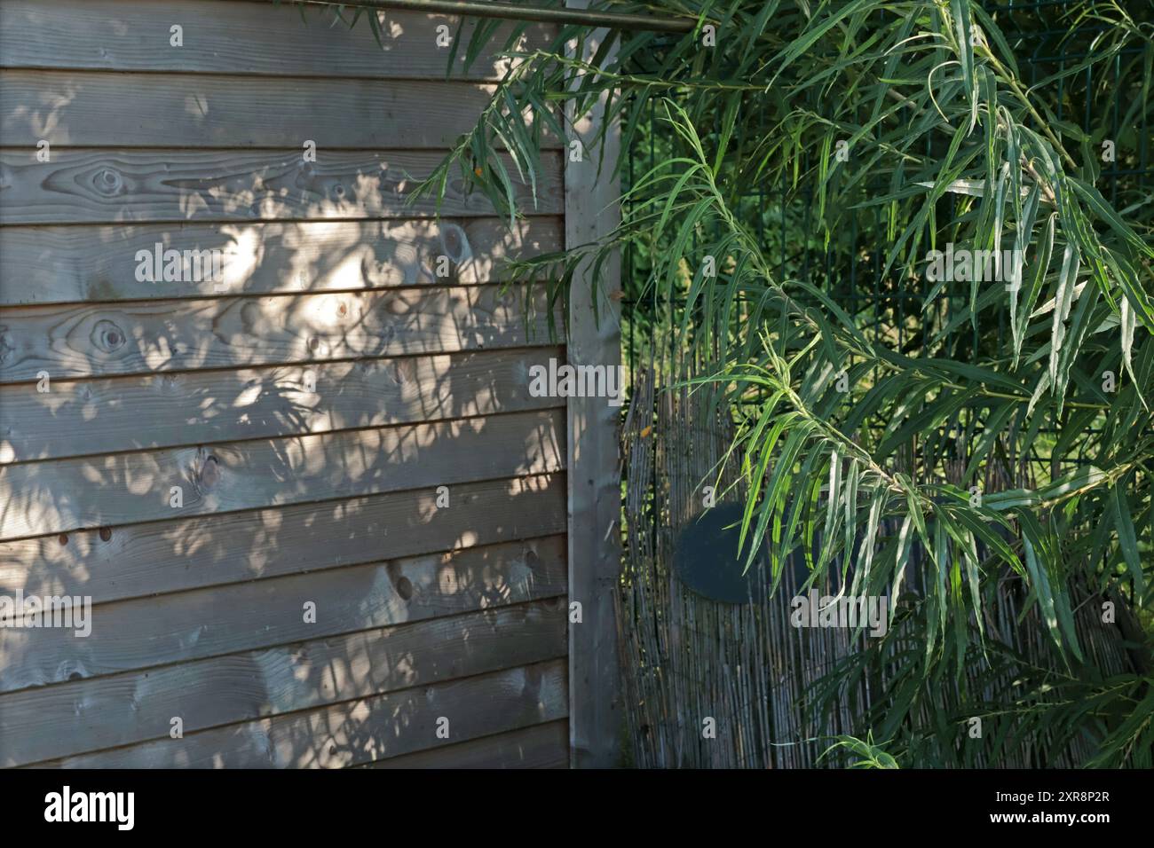 Wooden walls old barn on beach. Leaves and stalks of reeds. Background ...