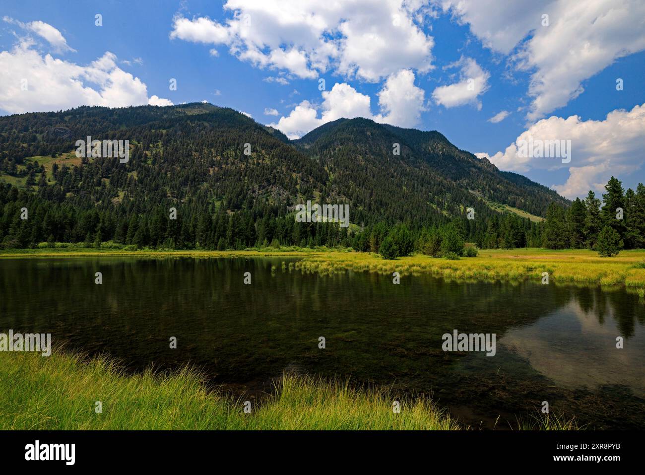 This is a view of a serene beaver pond on Beaver Creek in the ...