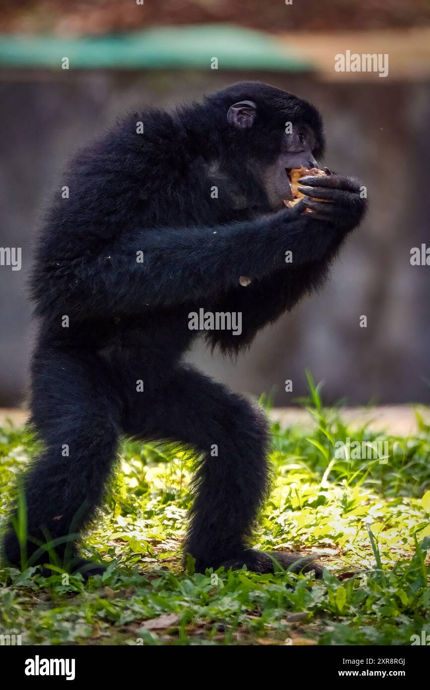 Siamang (Symphalangus syndactylus), Siamese monkey's Stock Photo - Alamy
