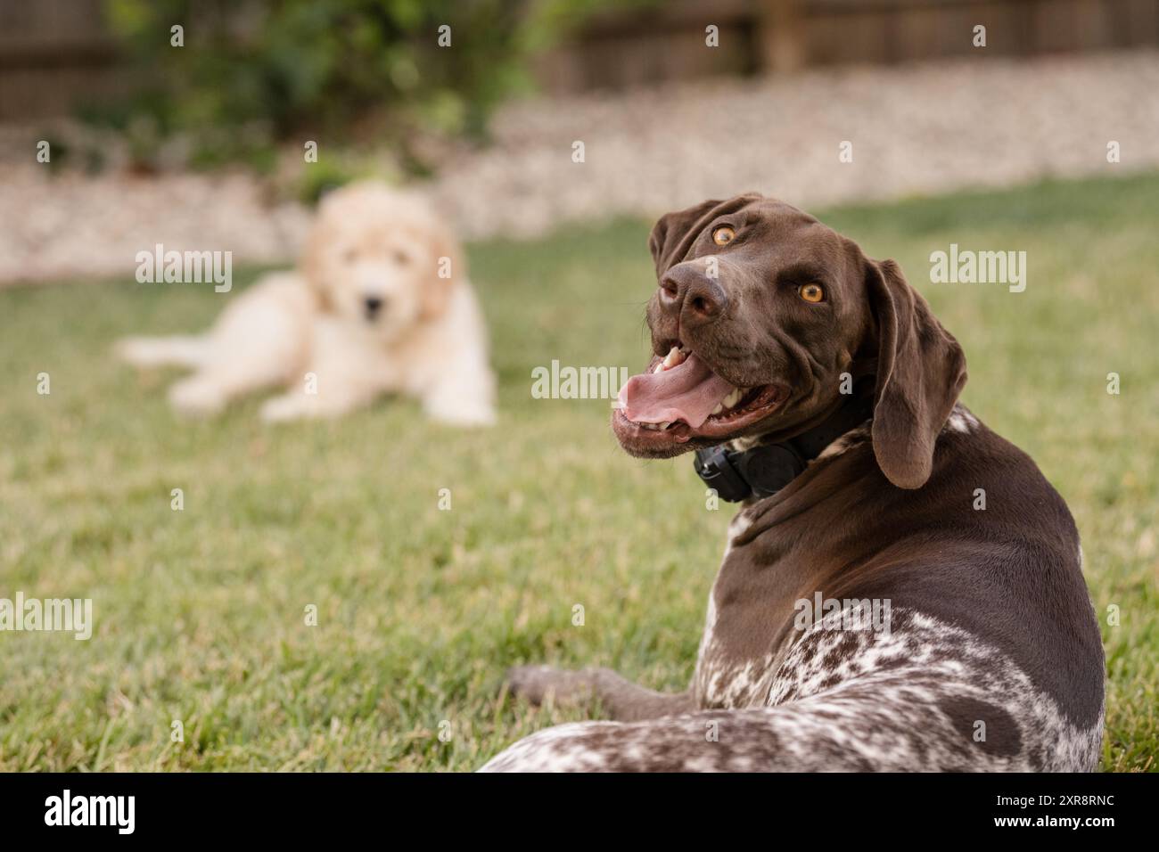 Adult potty hi-res stock photography and images - Alamy