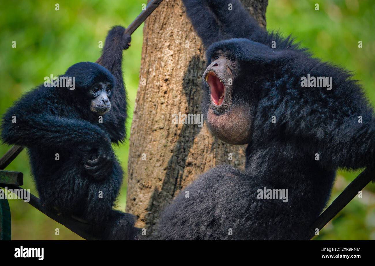 Siamang (Symphalangus syndactylus), Siamese monkey's Stock Photo - Alamy