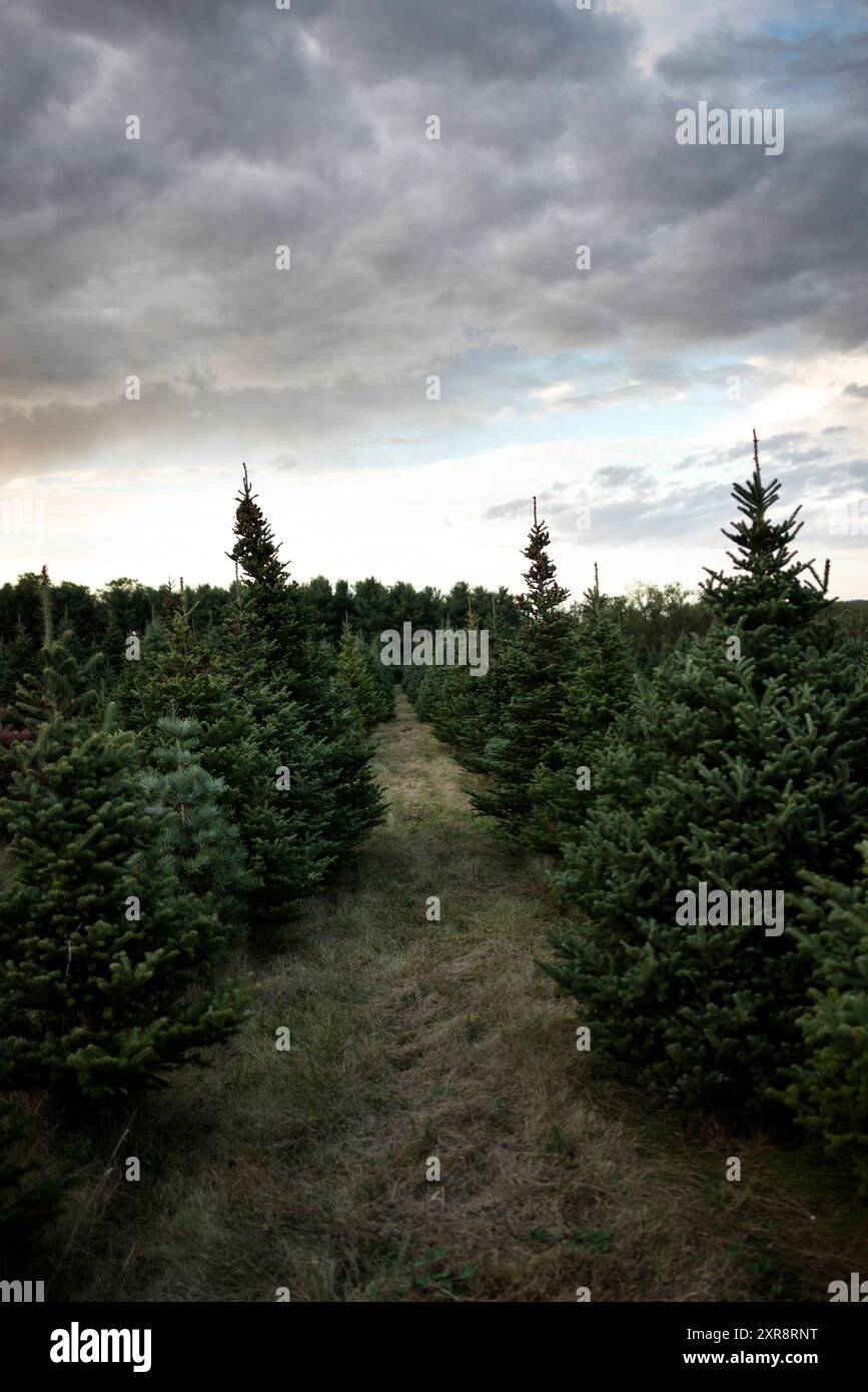 Christmas tree farm under dramatic sky Stock Photo - Alamy
