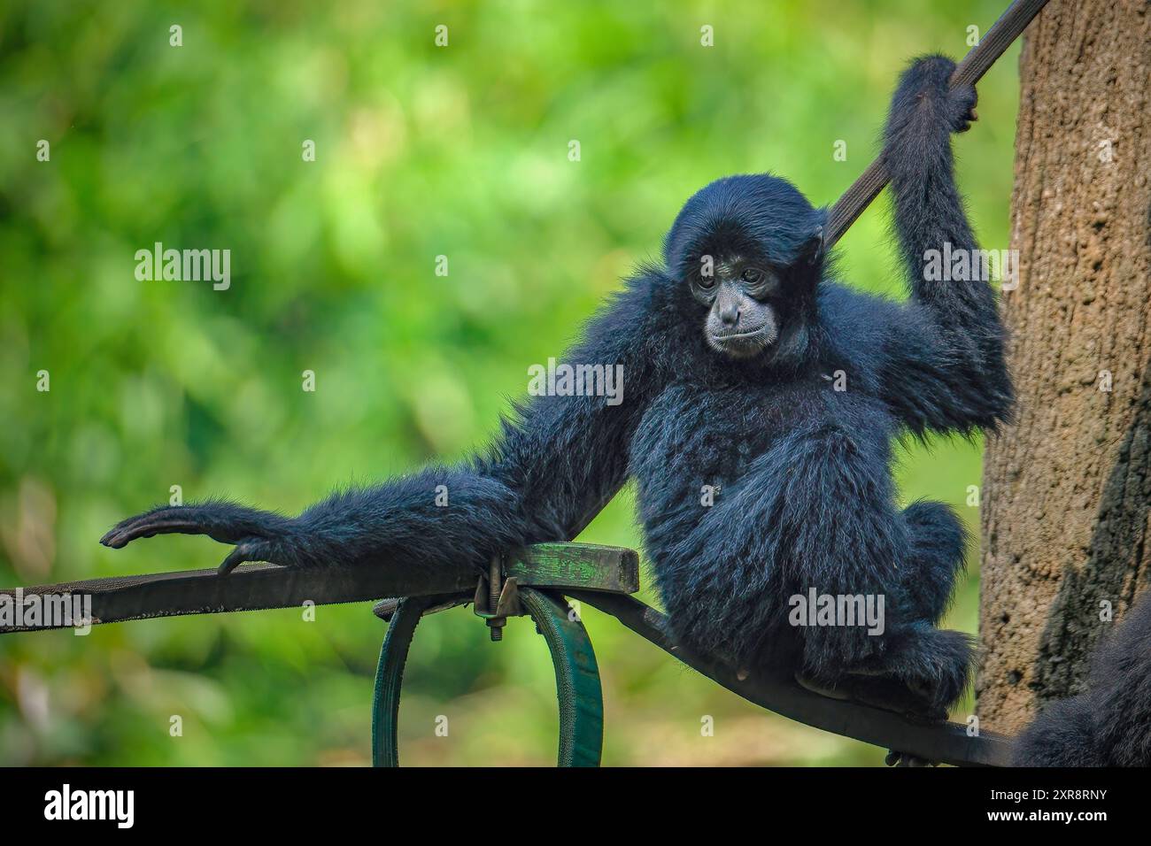 Siamang (Symphalangus syndactylus), Siamese monkey's Stock Photo - Alamy