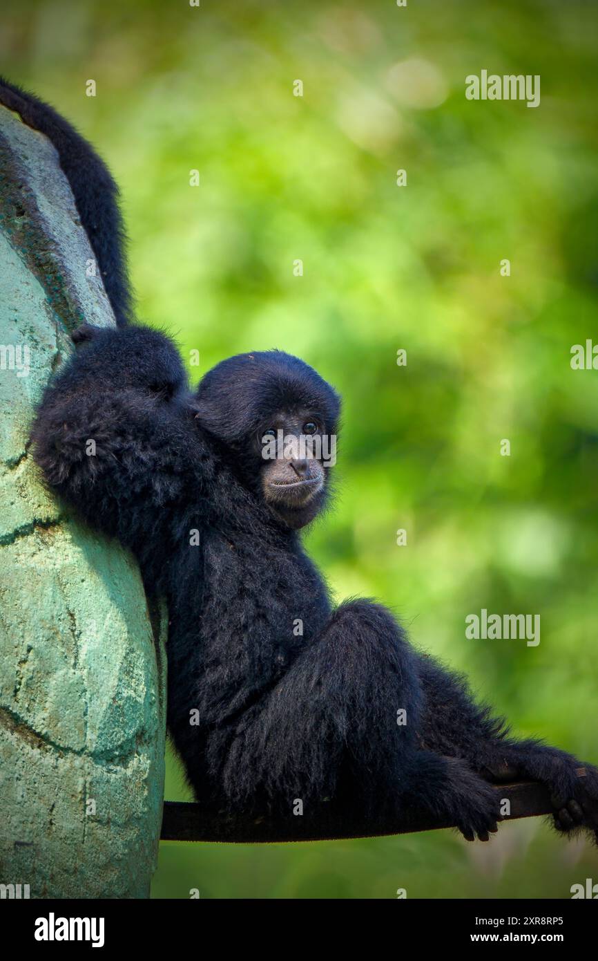 Siamang (Symphalangus syndactylus), Siamese monkey's Stock Photo - Alamy