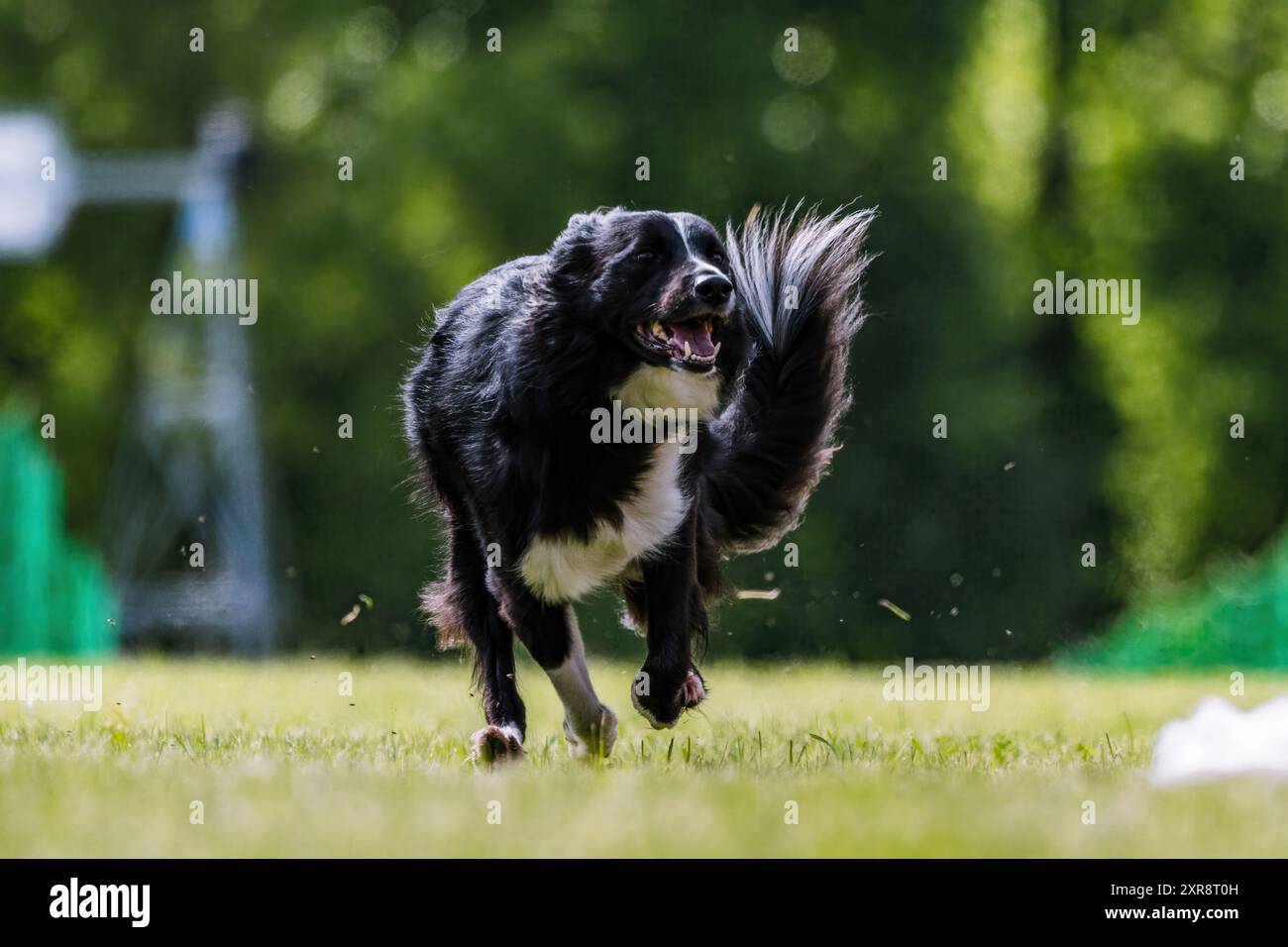 Black and White Border Collie Running Lure Course Dog Sport Stock Photo ...