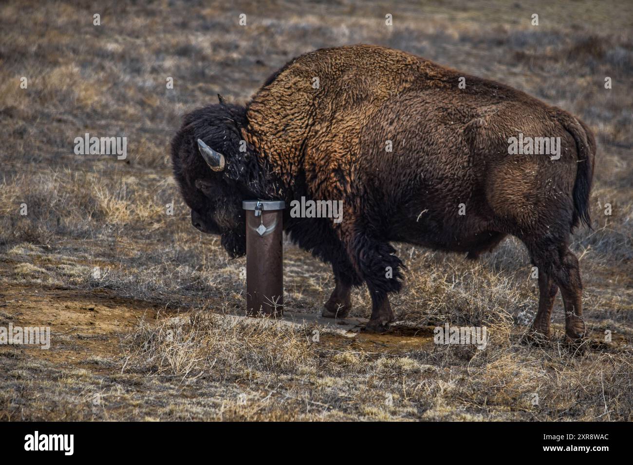American bison rocky mountain hi-res stock photography and images - Alamy