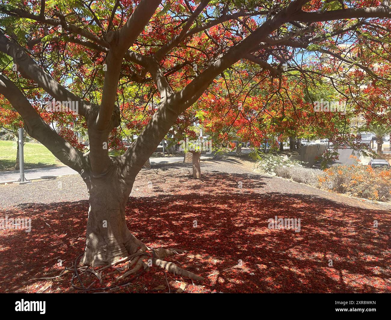Bright Delonix tree with fiery red flowers and green leaves Stock Photo ...