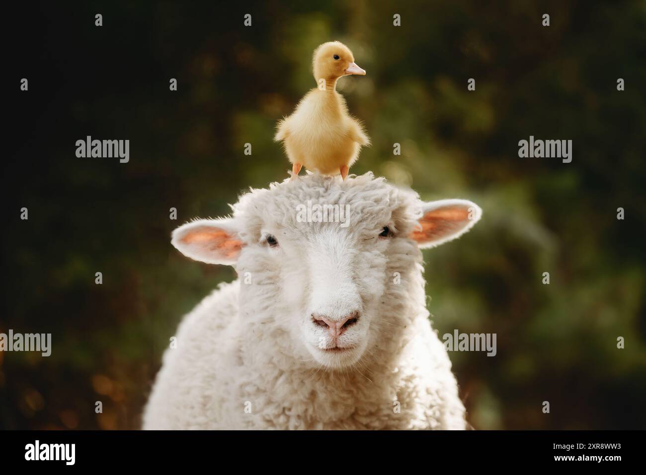 Best sheep hi-res stock photography and images - Alamy