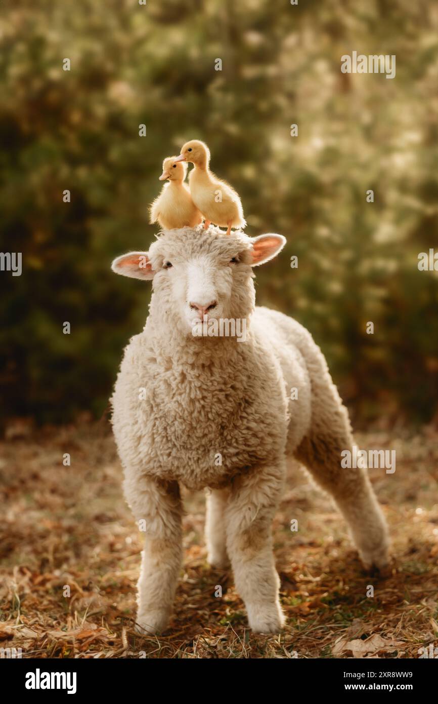 Sheep ducks hi-res stock photography and images - Alamy