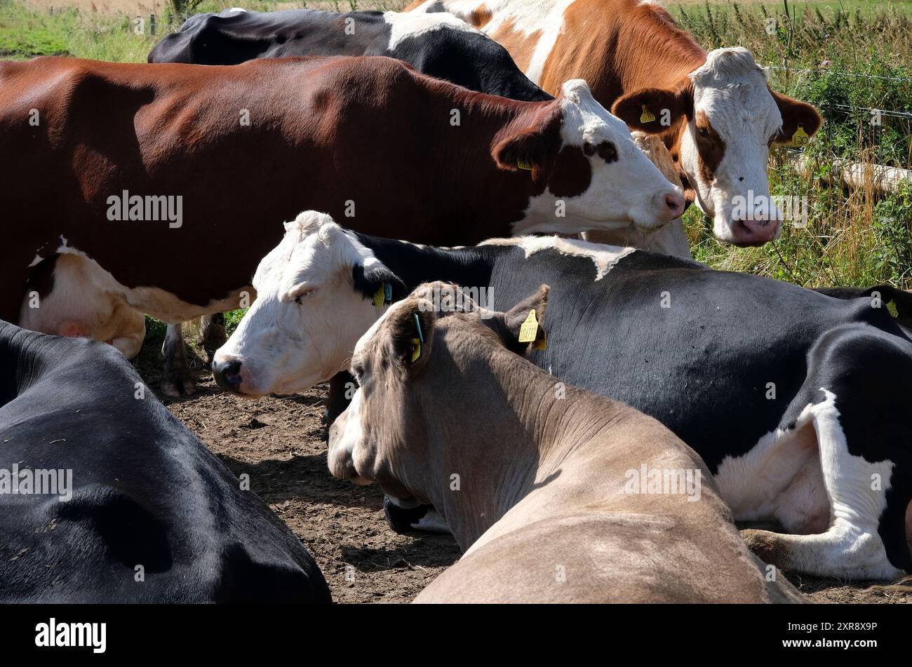 cattle laying and standing in field, norfolk, england Stock Photo - Alamy