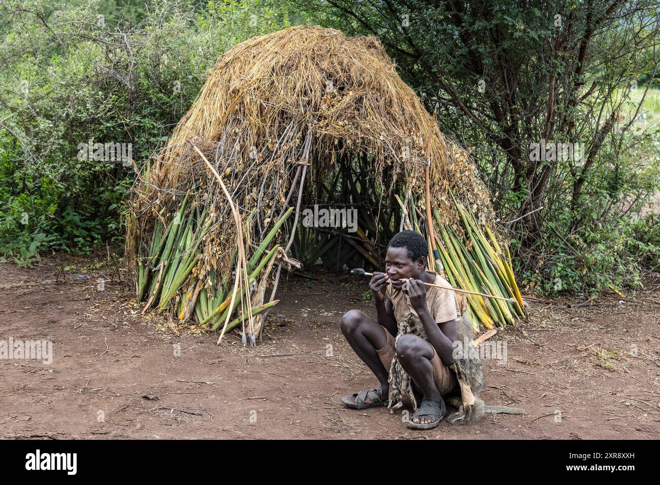 Hut & preparing arrow for bow, Hadzabe tribe, hunter-gatherers ...