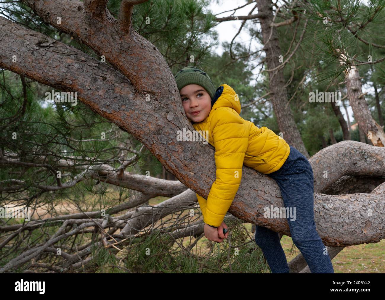 Boy lying on the branch of a tree in a forest in cold season Stock ...