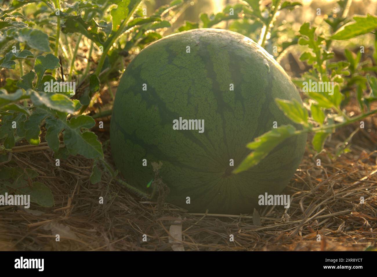 Watermelon growing in a vegetable patch Stock Photo - Alamy