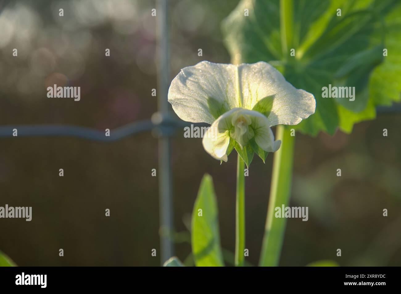 Snow pea flower hi-res stock photography and images - Alamy