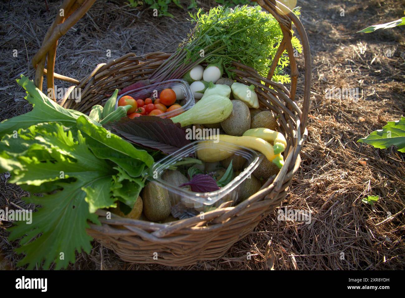 Basket of homegrown vegetables in a food garden Stock Photo - Alamy