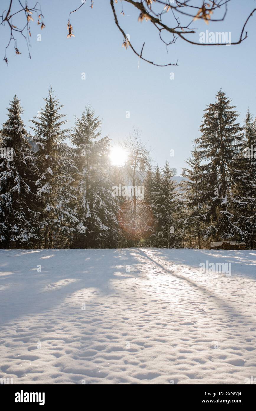 Sunset through snowy trees in winter with sunlight breaking through ...