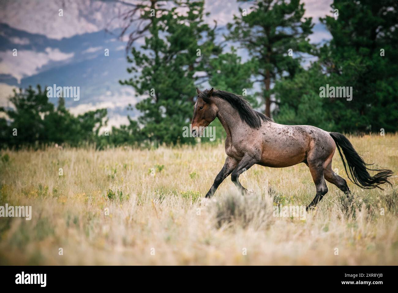 Wild mustang horse running in a field Stock Photo - Alamy