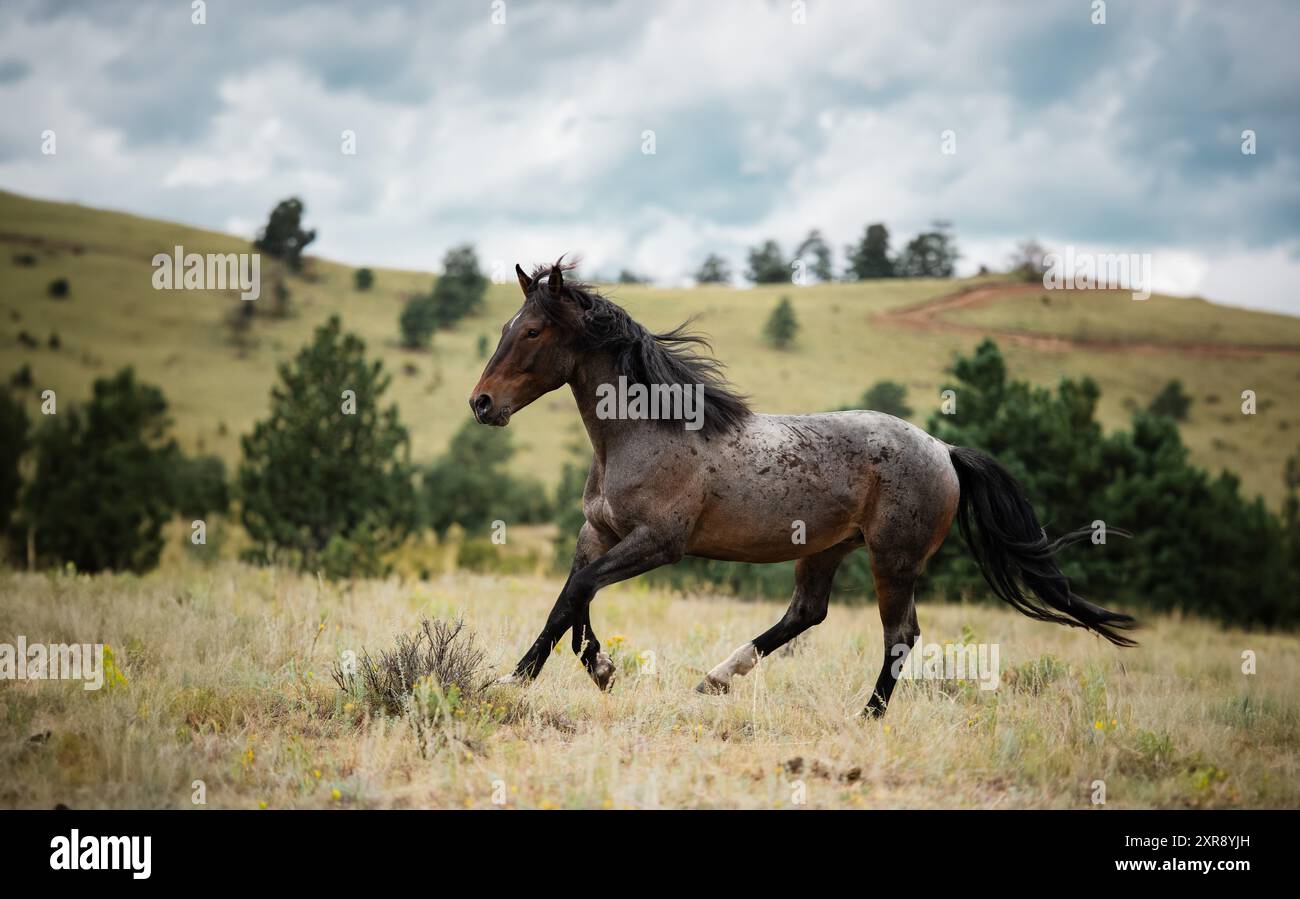 Mustang horse running in an open field Stock Photo - Alamy