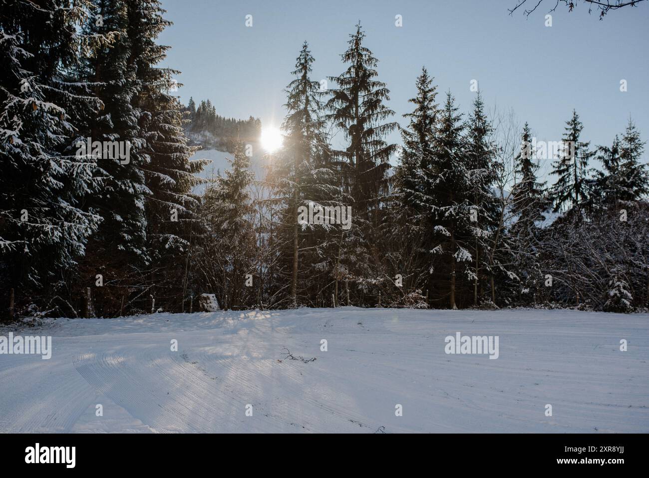 Sunset through snowy trees in winter with sunlight breaking through ...