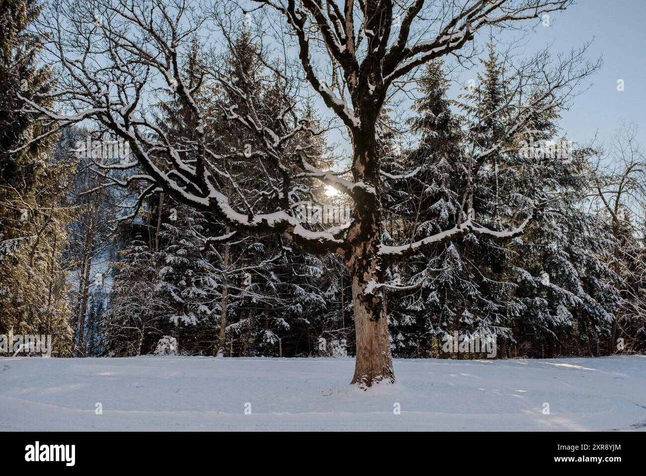 Sunset through snowy trees in winter with sunlight breaking through ...