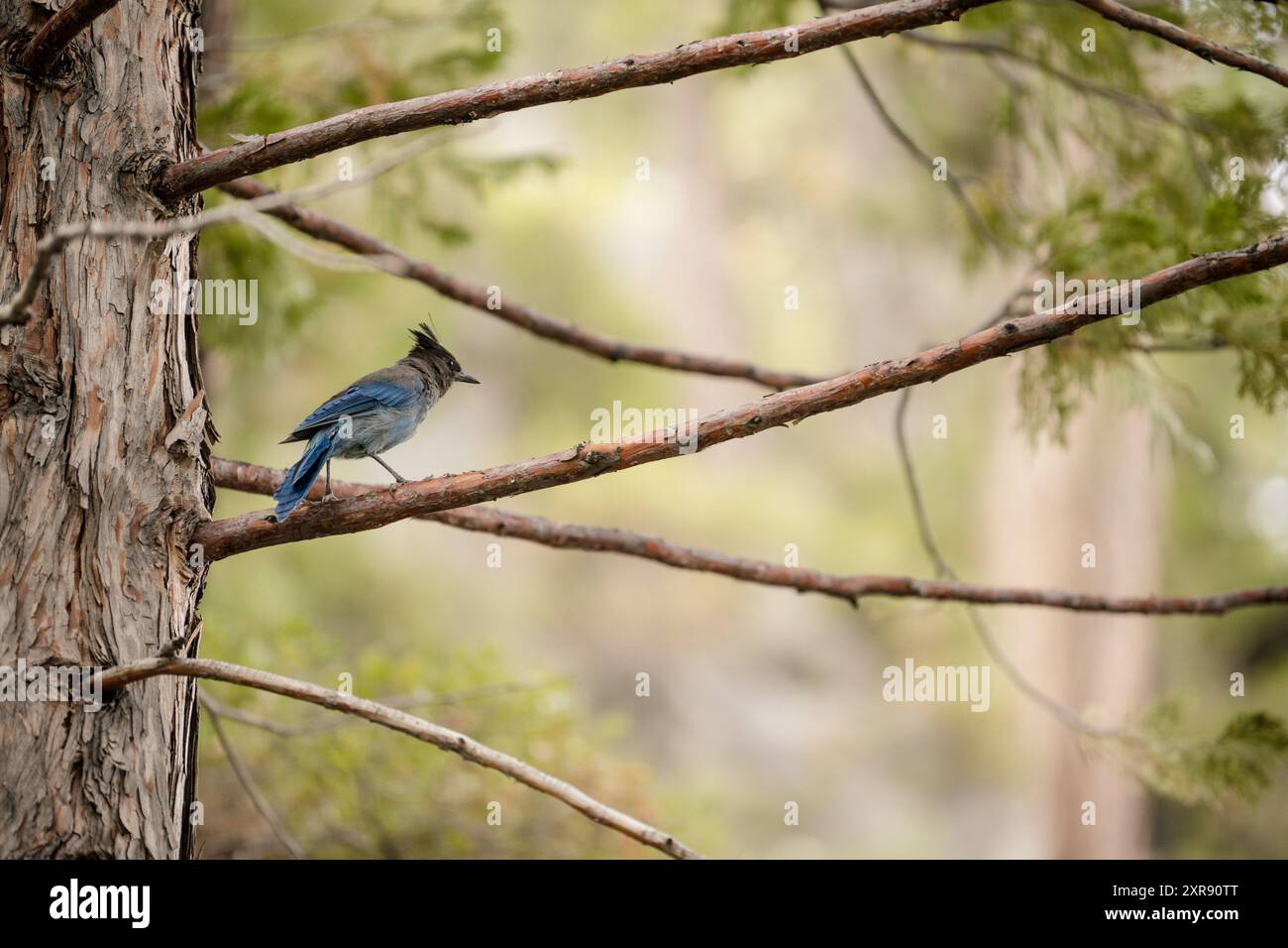 Small blue bird chirping hi-res stock photography and images - Alamy