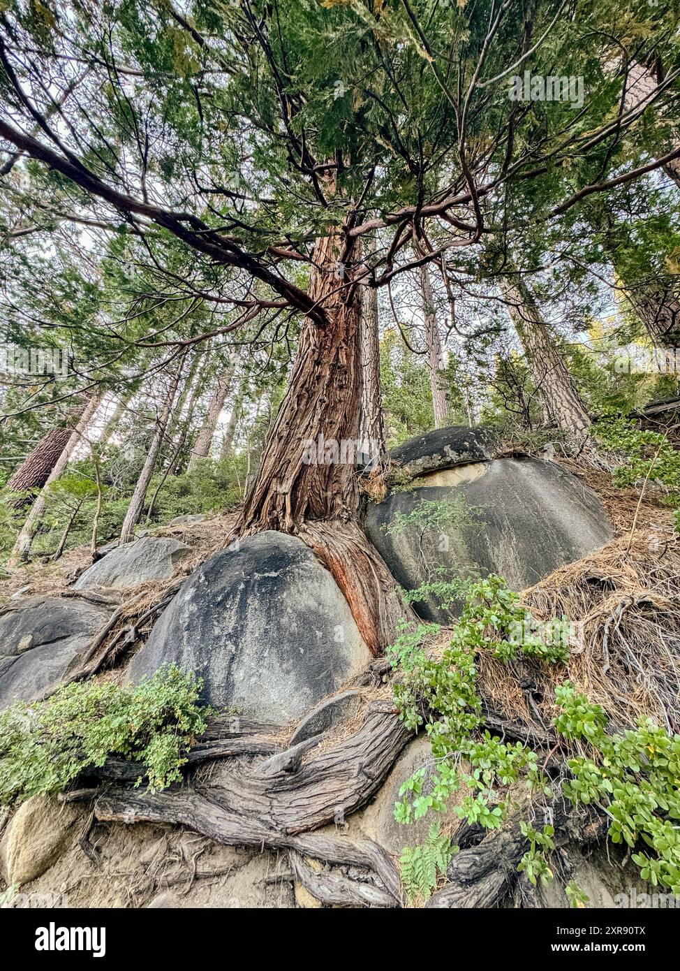 Rooted out hi-res stock photography and images - Alamy