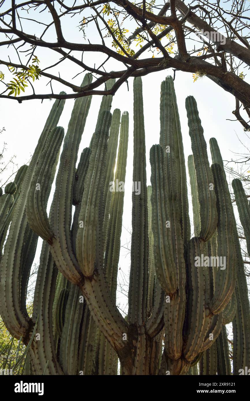 Mexican Cactus plant against a bright sky in Oaxaca, MÃ©xico Stock ...
