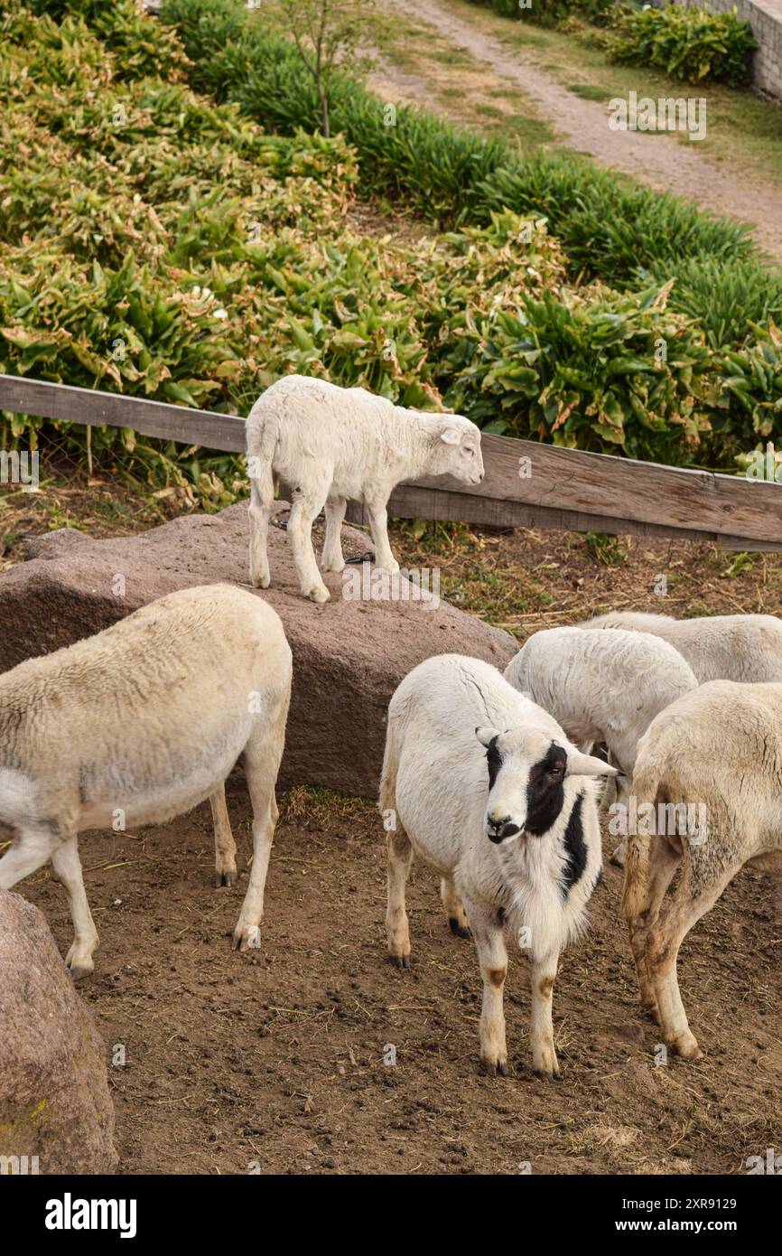 Little cute lamb standing on a rock with lambs in a farm Stock Photo ...