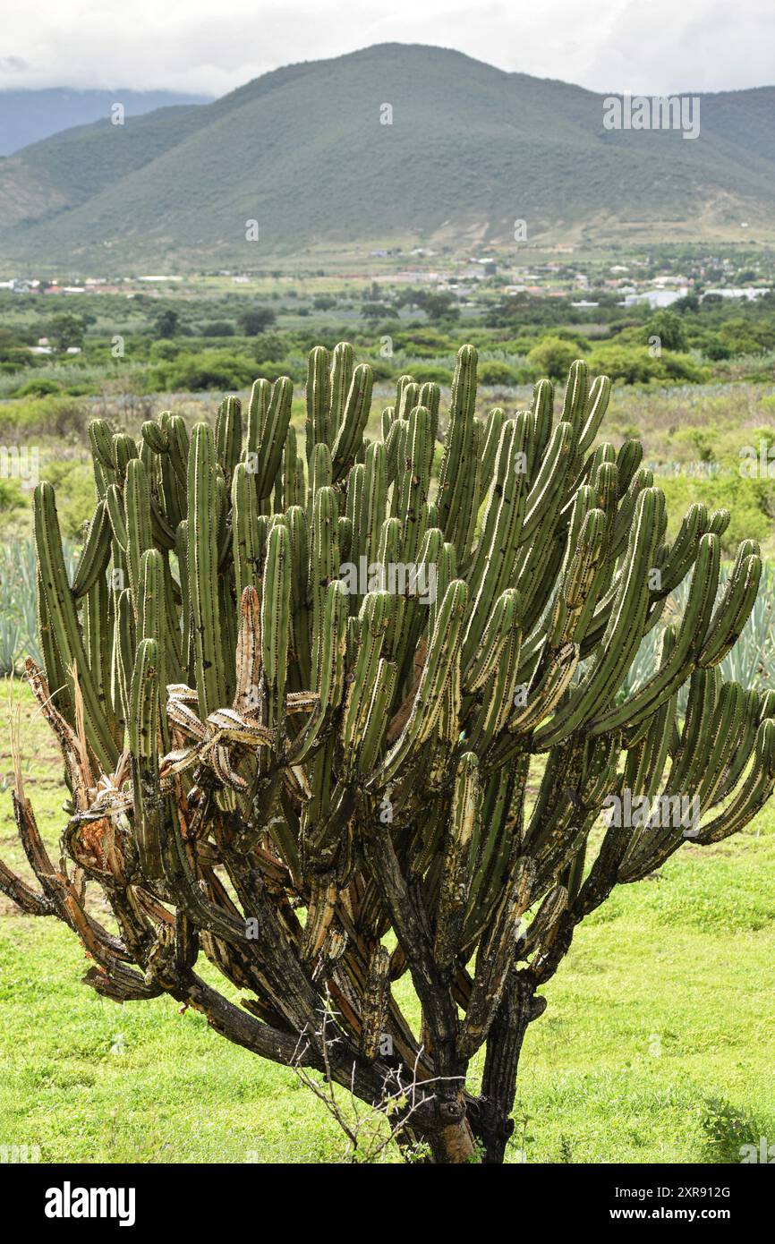 Oaxaca cactus hi-res stock photography and images - Alamy