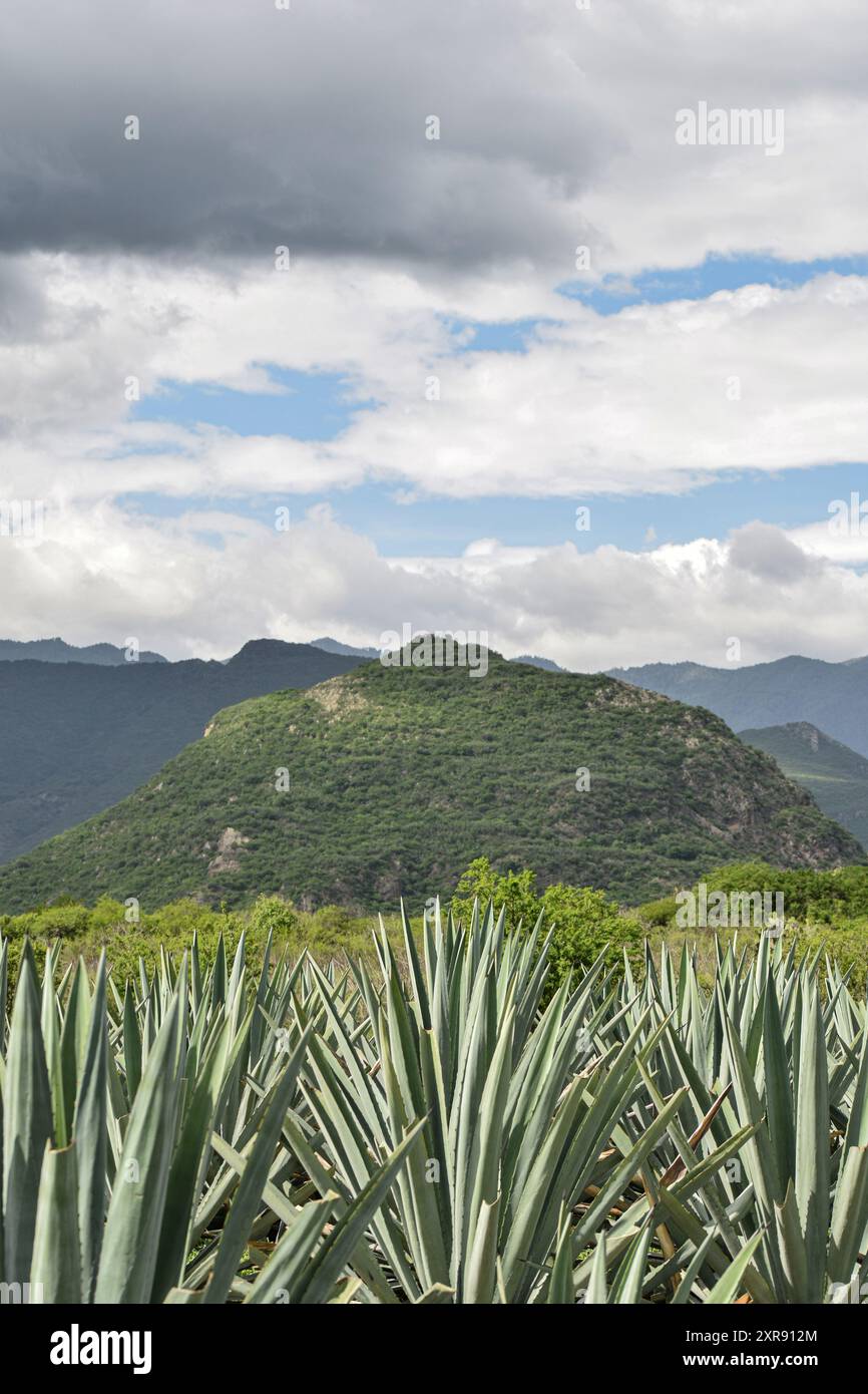 Oaxaca, Mezcal agave field. Mexican agave plantation Stock Photo - Alamy
