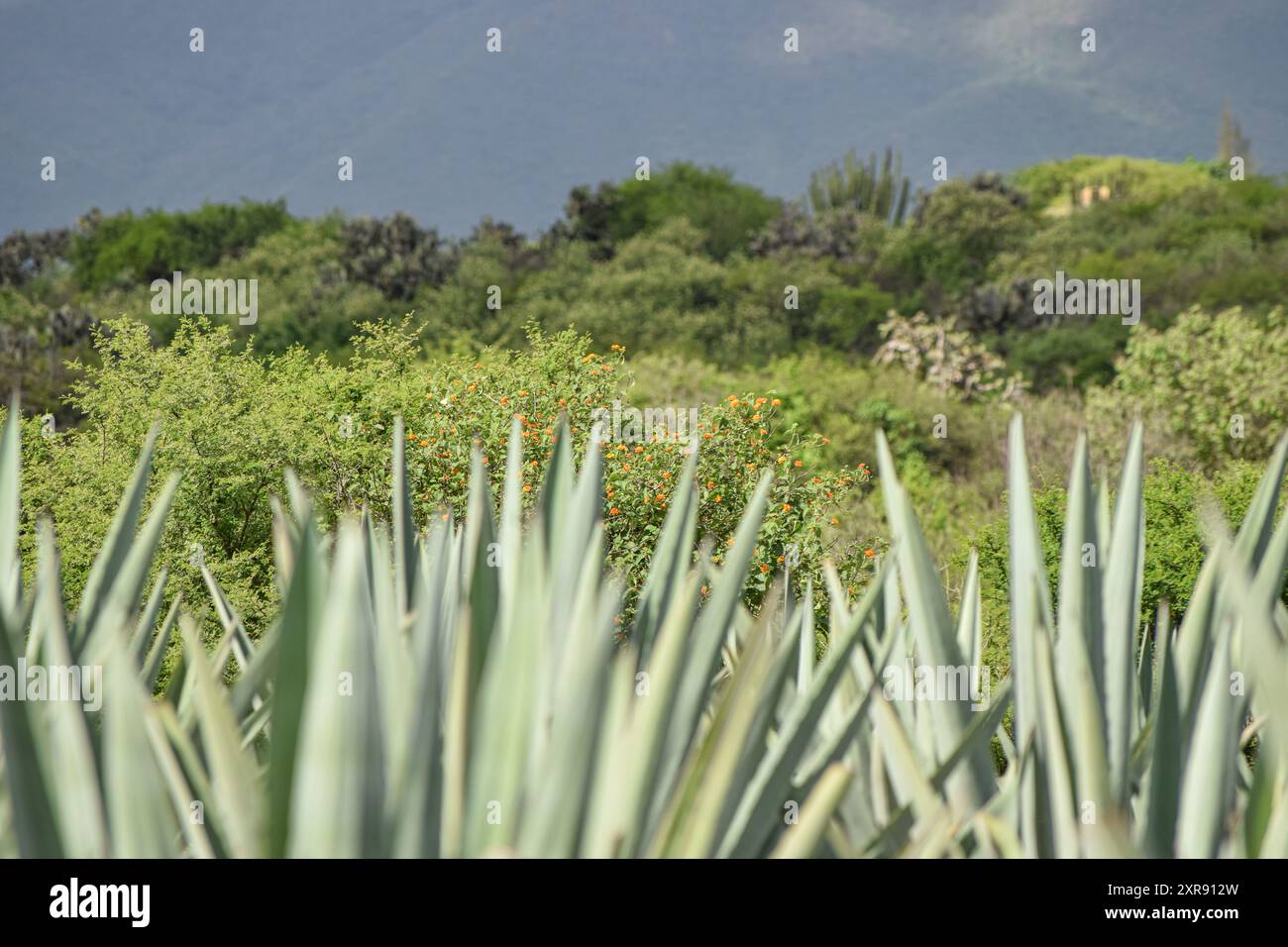 Oaxaca, Mezcal agave field. Close-up of mexican agave plantation Stock ...