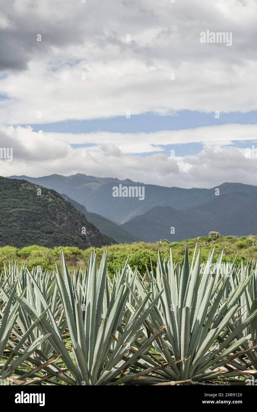 Oaxaca, Mezcal agave field. Mexican agave plantation Stock Photo - Alamy