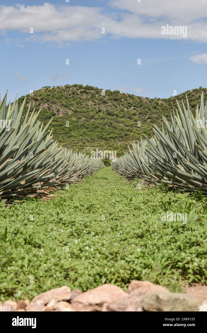 Oaxaca, Mezcal agave field. Mexican agave plantation Stock Photo - Alamy