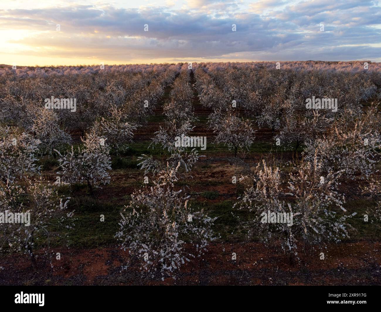 Almond trees aerial hi-res stock photography and images - Alamy