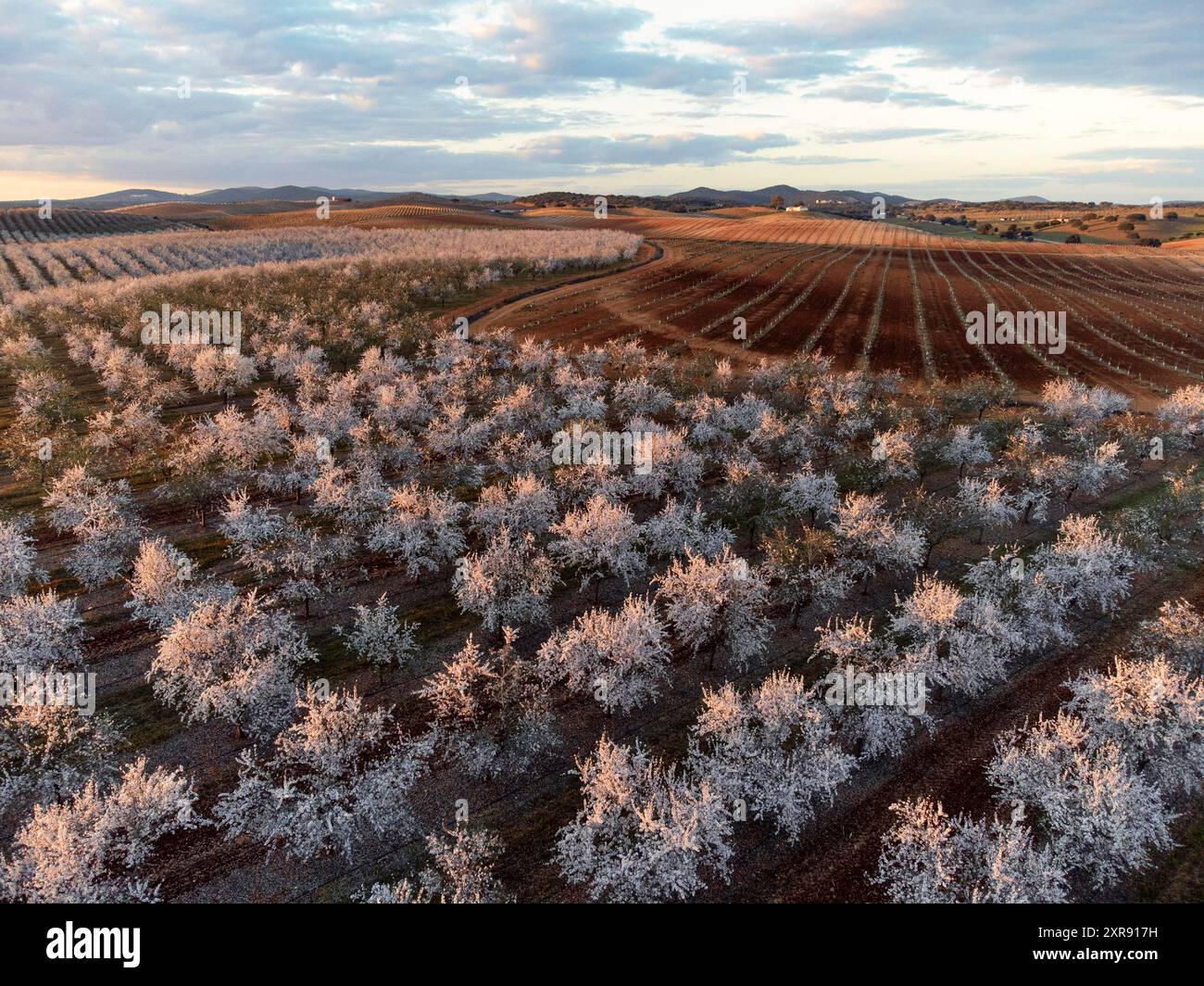 Almond trees aerial hi-res stock photography and images - Alamy