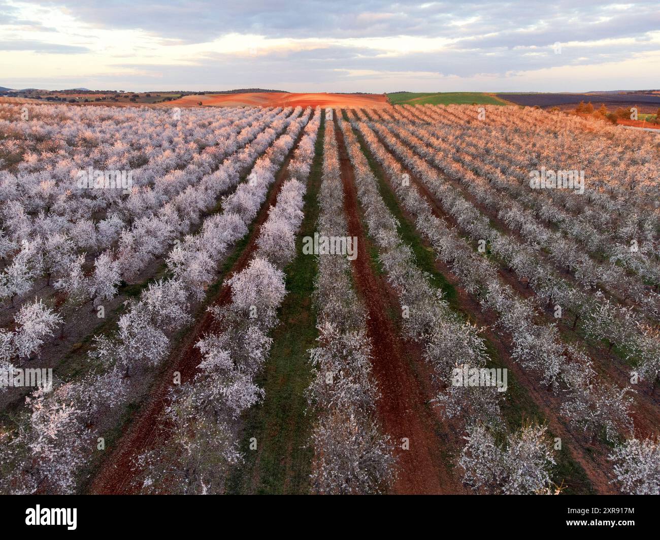 almond trees in the field natural flower Stock Photo - Alamy