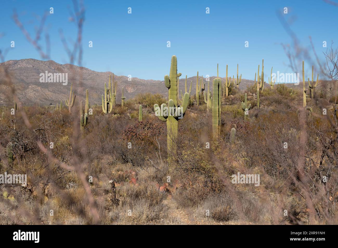 Saguaro cactus cacti and sage brush in Arizona Sonoran Desert hi Stock ...