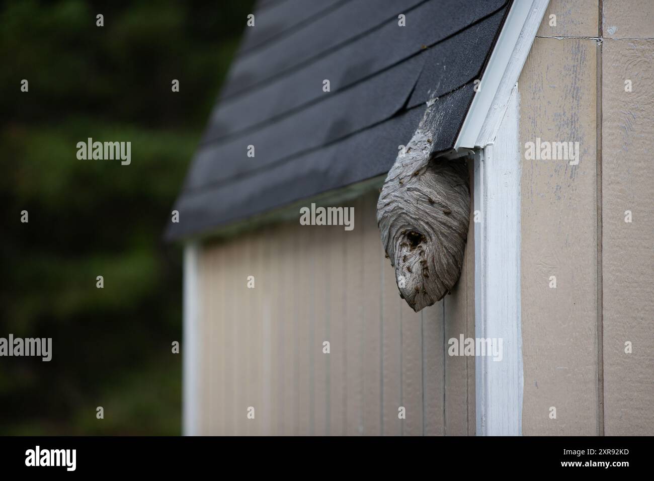 Large wasp nest on side of shed Stock Photo - Alamy