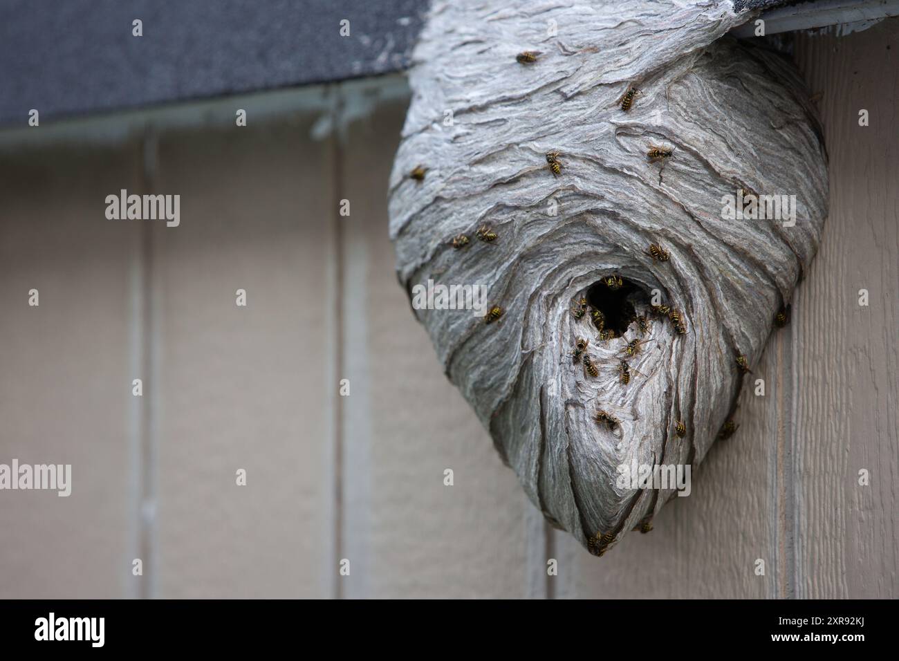 Large wasp nest on side of shed swarmed with wasps Stock Photo - Alamy
