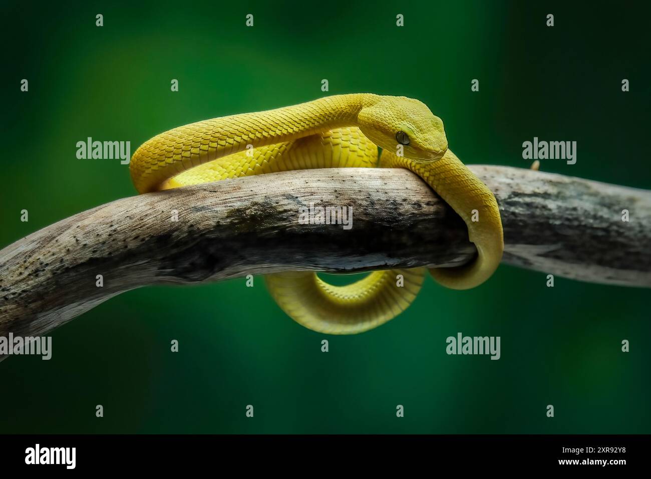 Trimeresurus Insularis Yellow, Beautiful Pit Viper Stock Photo - Alamy
