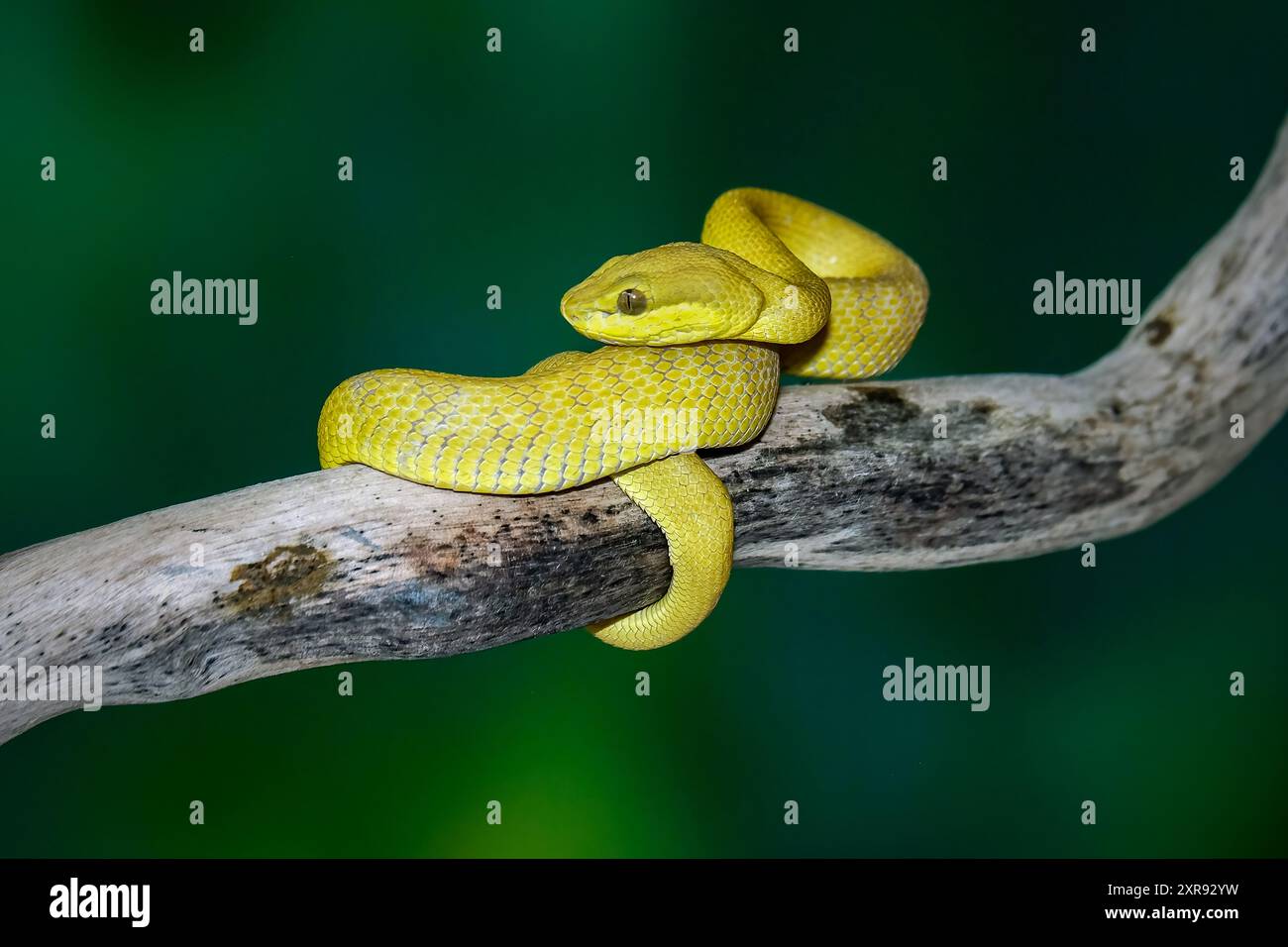 Trimeresurus Insularis Yellow, Beautiful Pit Viper Stock Photo - Alamy