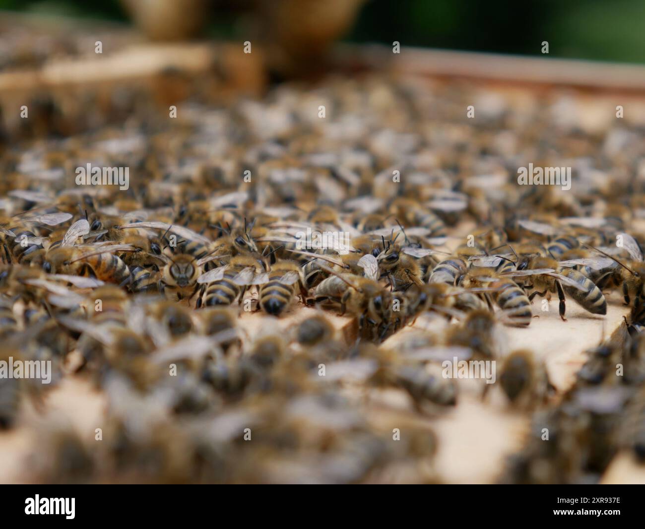 Beekeeping and apiculture hi-res stock photography and images - Alamy
