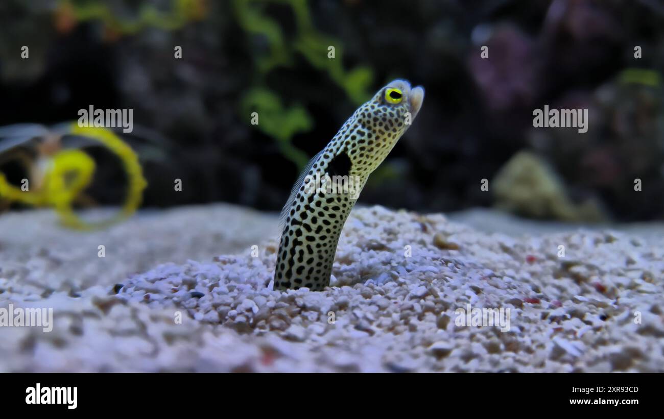 Sand snake and garden eel Stock Photo - Alamy