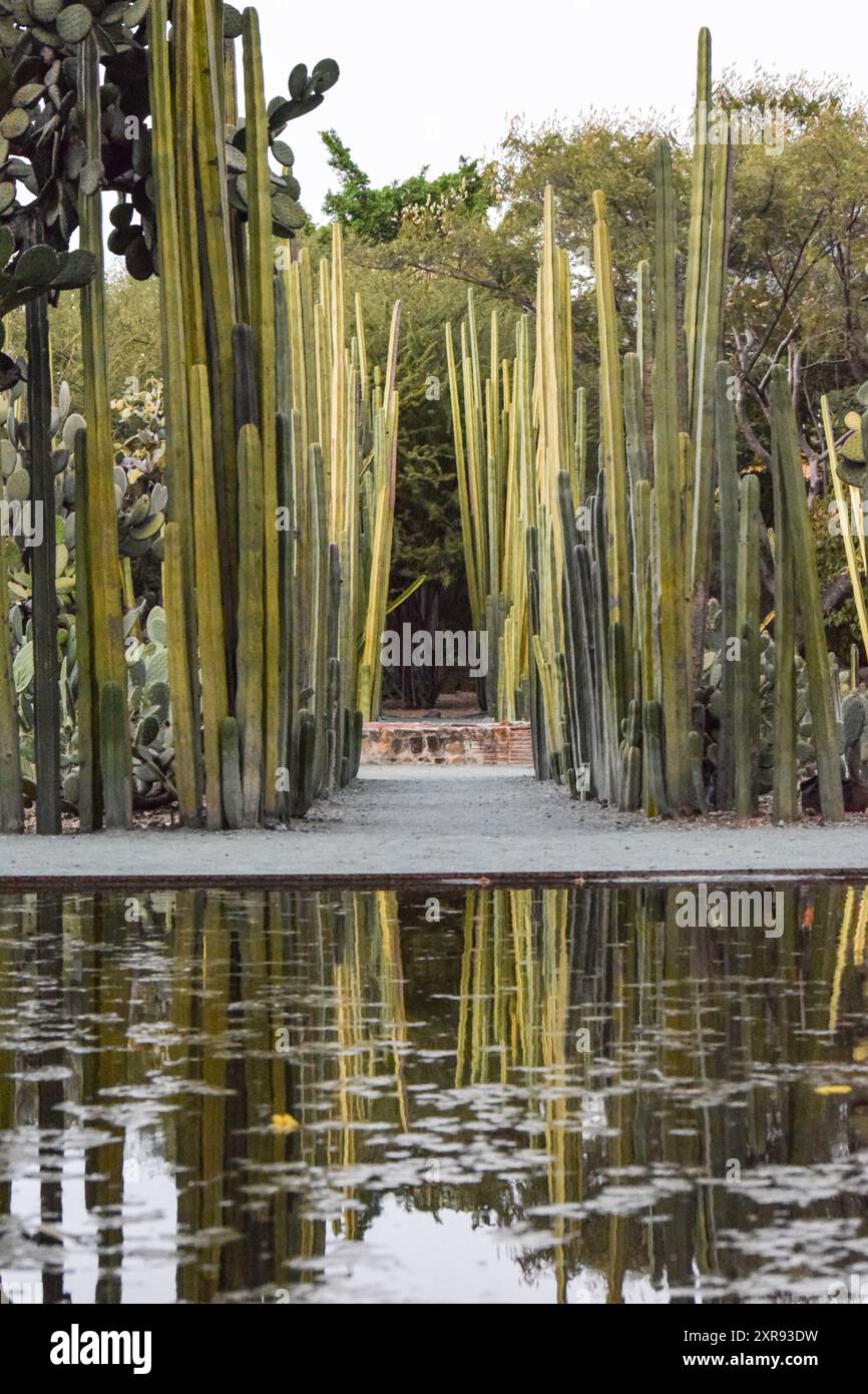 Ethnobotanical plant hi-res stock photography and images - Alamy