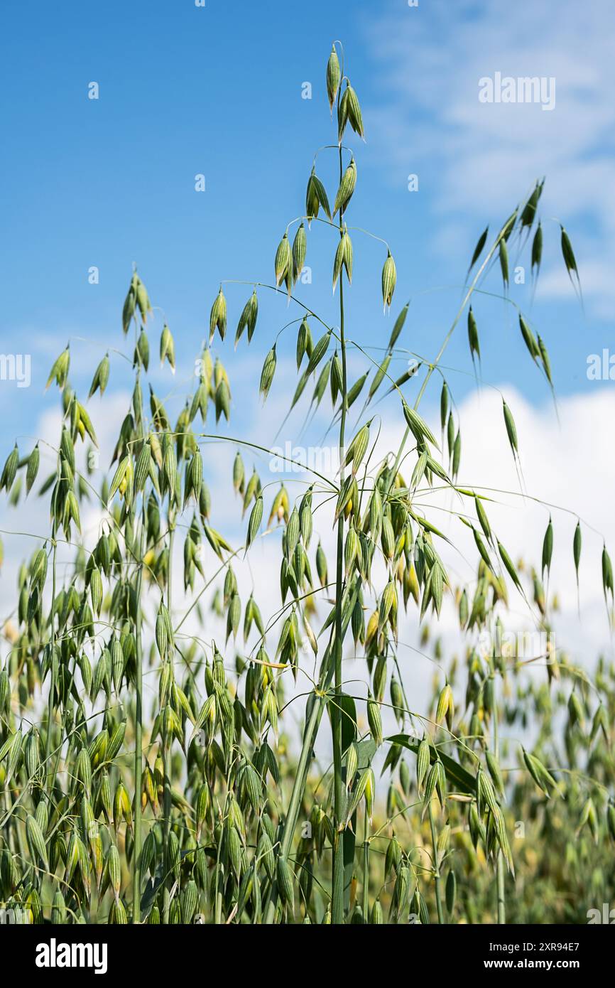 Green oats field swaying hi-res stock photography and images - Alamy
