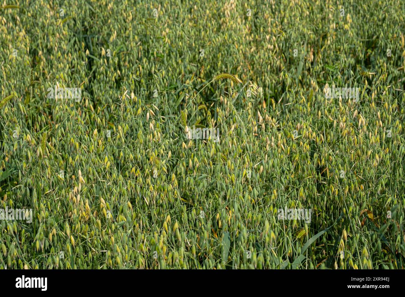 Lush green oat field with dense leafy growth. Agricultural abundance ...