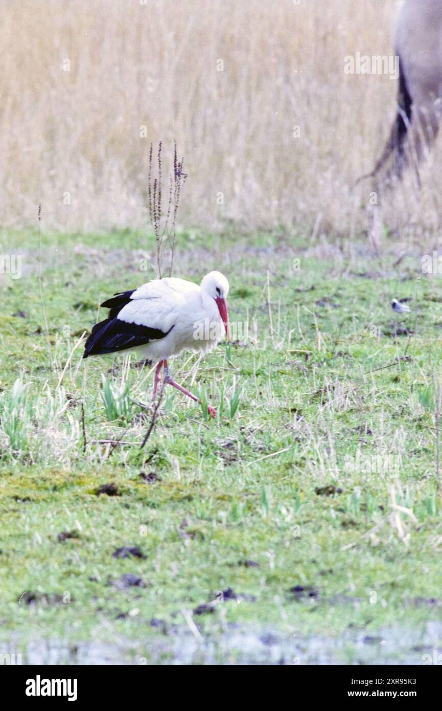 Stork, Heemstede, Heemstede, The Netherlands, 13-04-1994, Whizgle Dutch ...