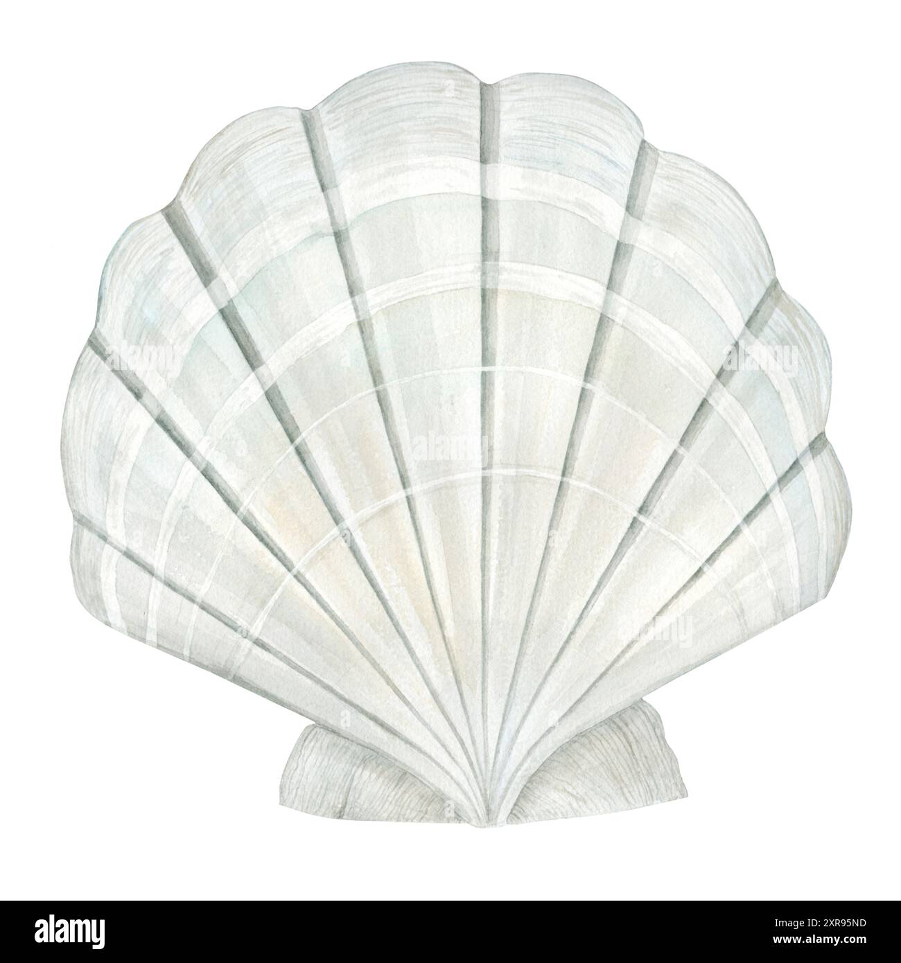 Sea Shell Scallop. Isolated drawing on white background. Watercolor ...