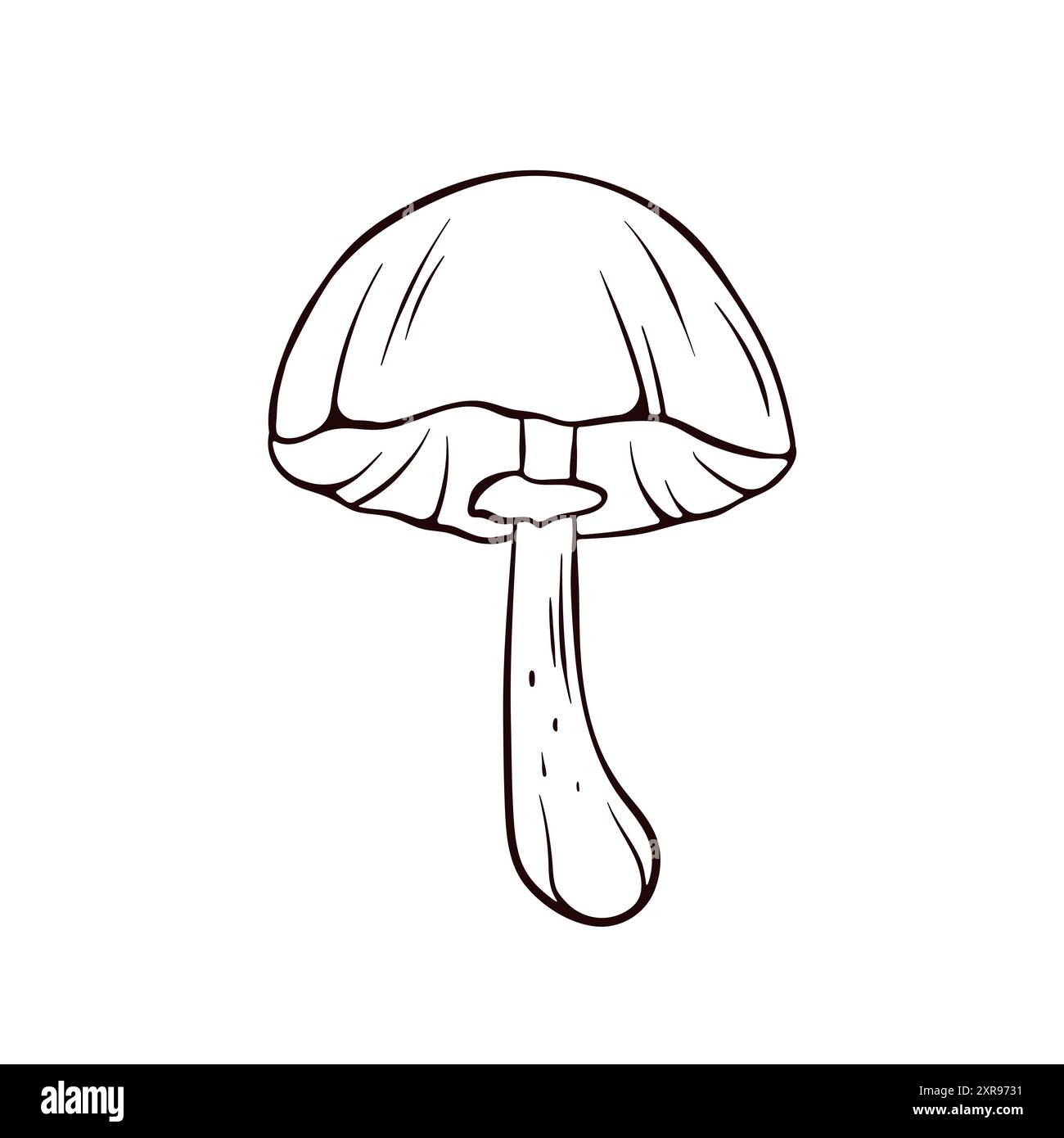 Simple line drawing of an Autumn Skullcap mushroom. The mushrooms ...