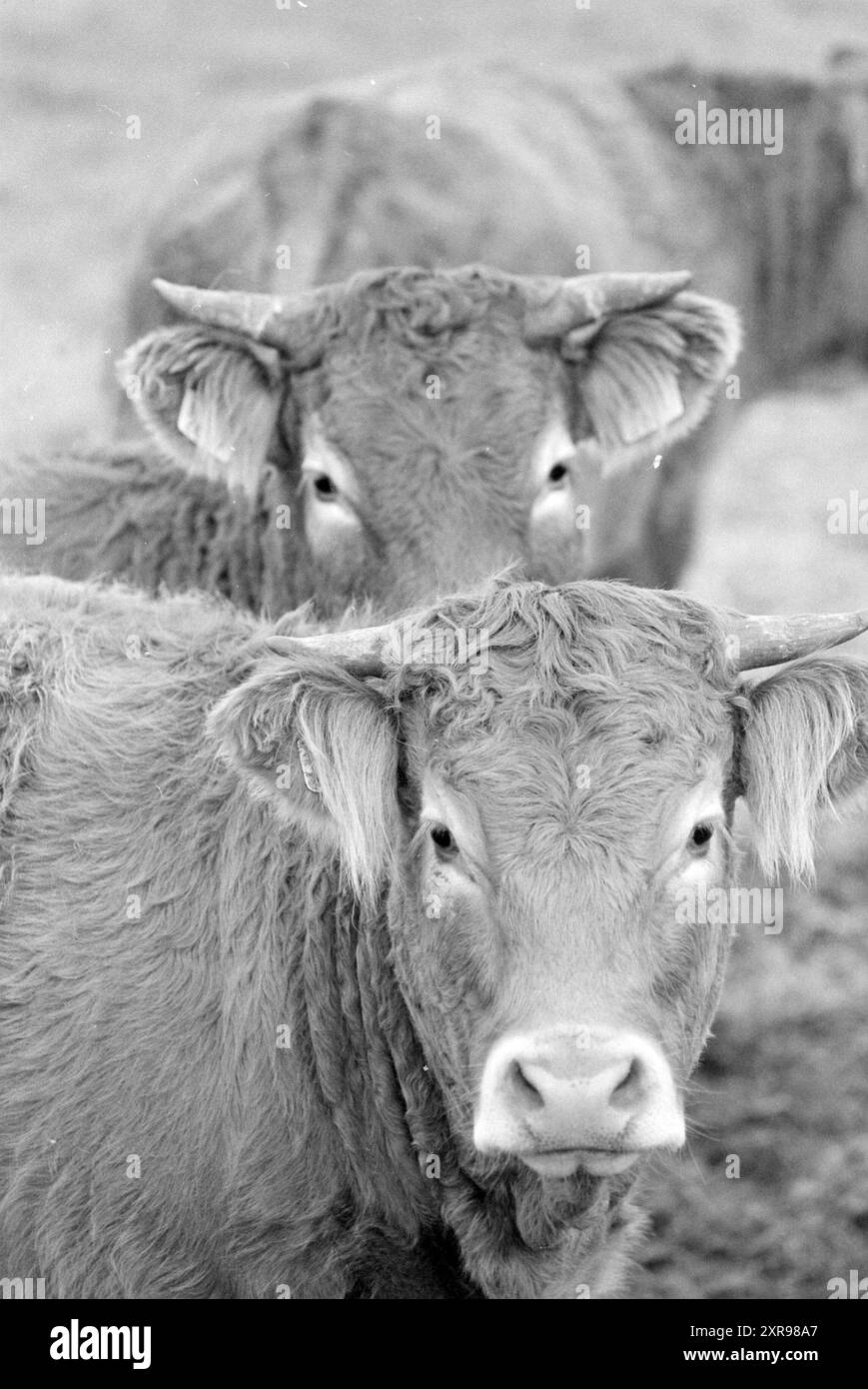 Our scottish future Black and White Stock Photos & Images - Alamy